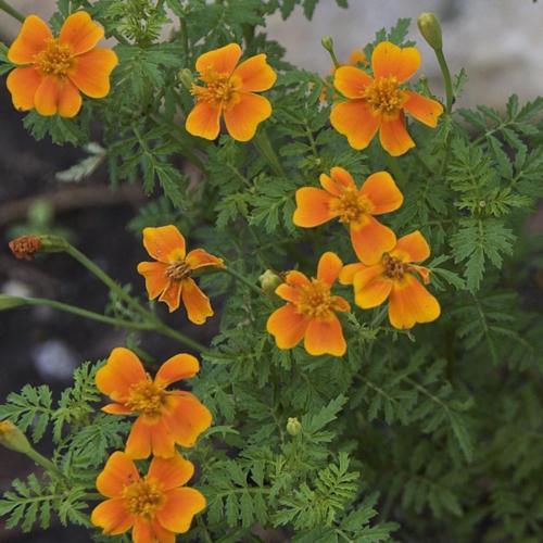 Signet Marigold (Tagetes tenuifolia 'Tangerine Gem') - Garden.org