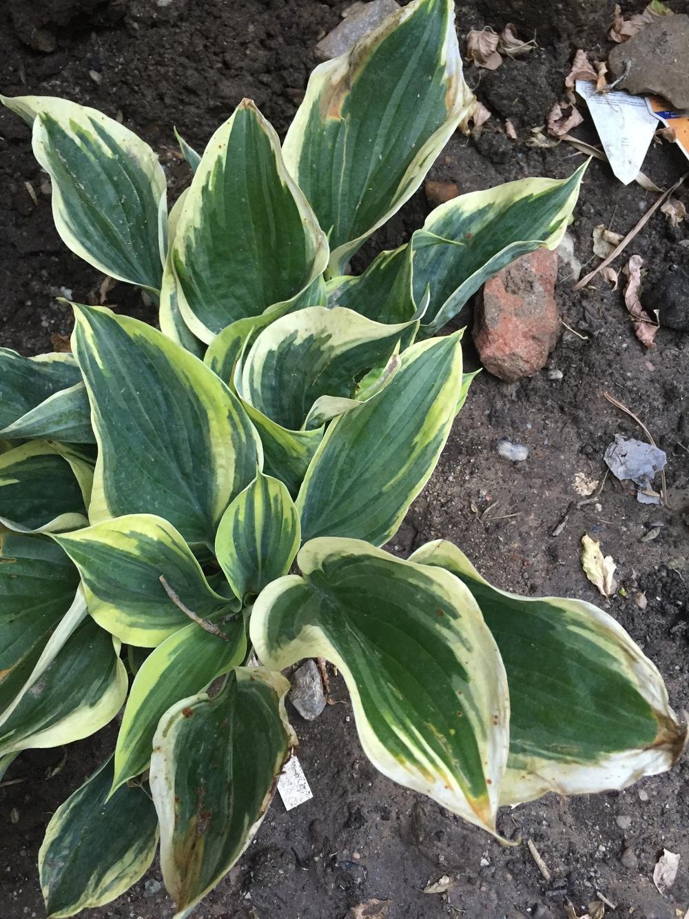 Photo of the entire plant of Hosta 'Ivory Coast' posted by ...