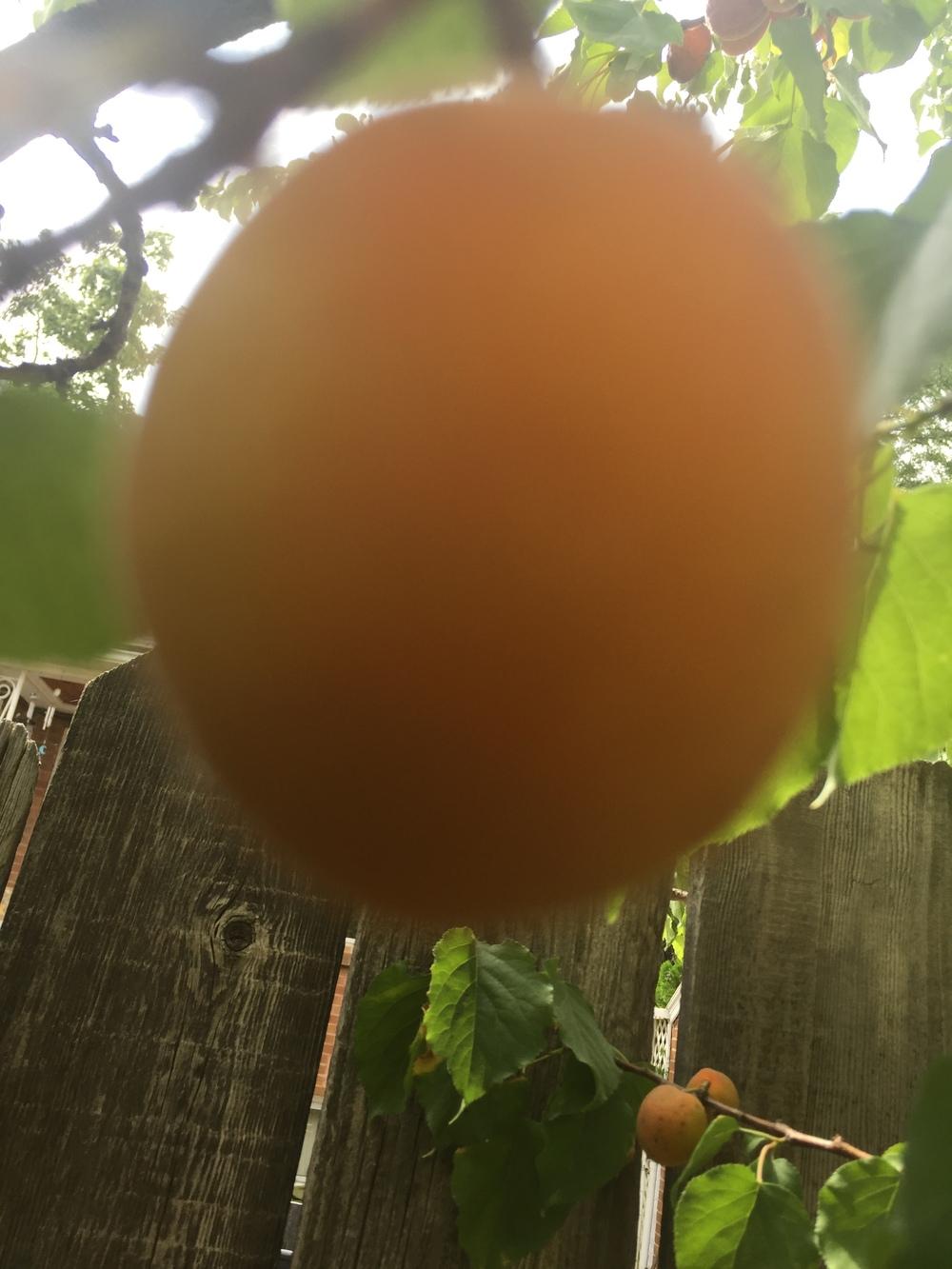 Photo of the fruit of Sweet Pit Apricot (Prunus armeniaca 'Chinese ...