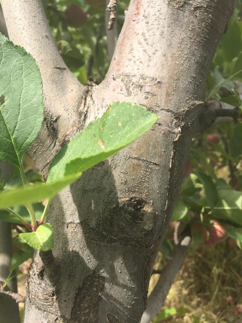 Photo of the stem, scape, stalk or bark of Apple (Malus domestica 'Red ...