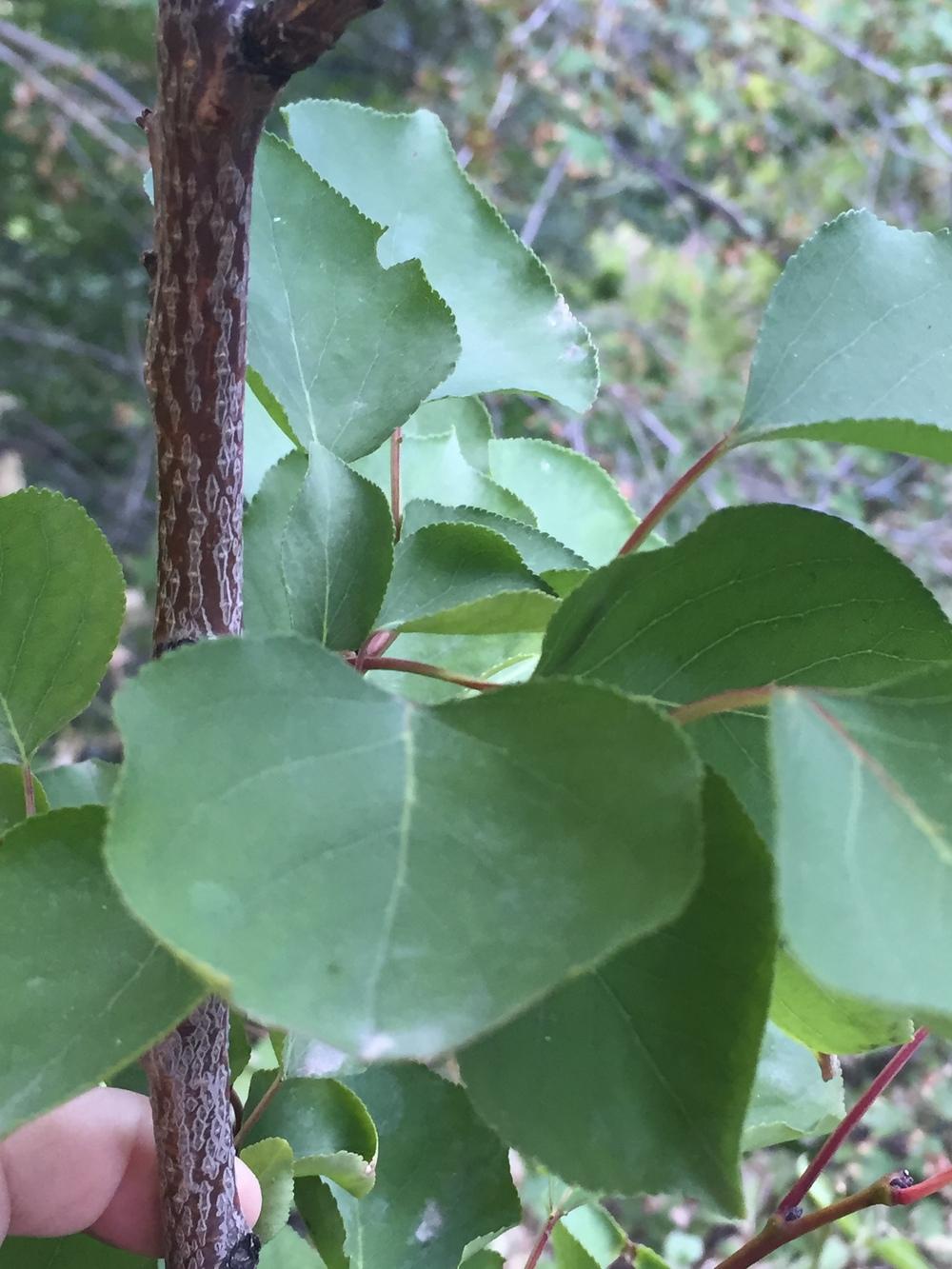 Sweet Pit Apricot (Prunus armeniaca 'Chinese') in the Apricots Database ...