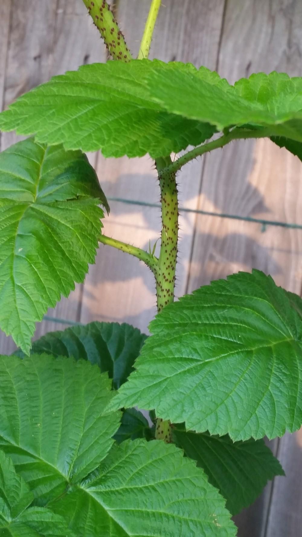 Photo of the stem, scape, stalk or bark of Red Raspberry (Rubus idaeus ...