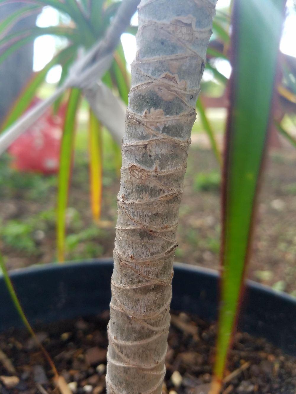 Photo of the stem, scape, stalk or bark of Dragon Tree (Dracaena ...
