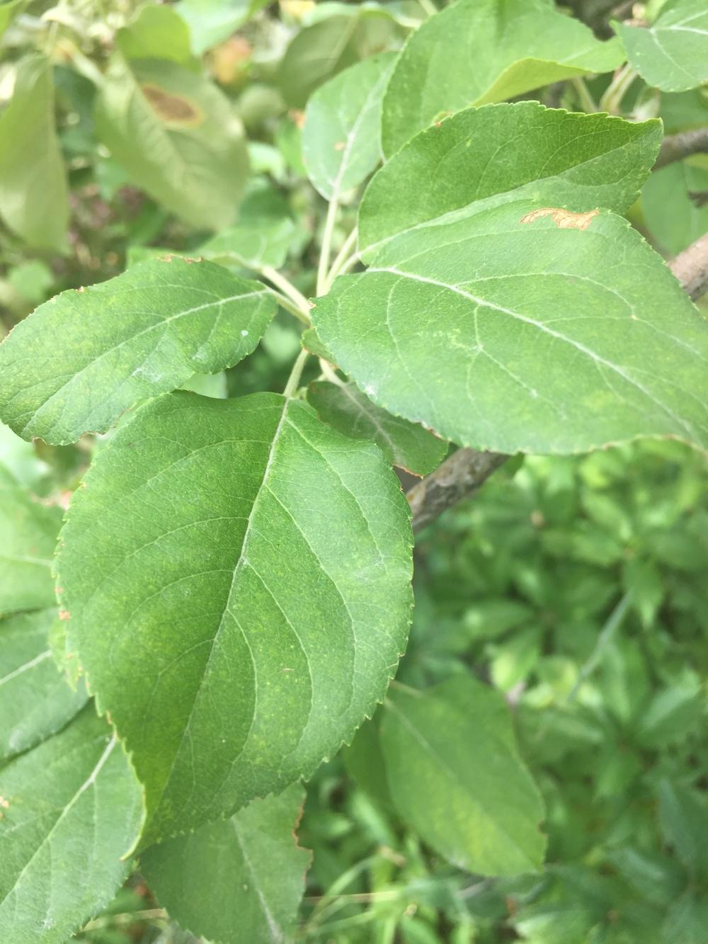 Photo of the leaves of Apple (Malus domestica 'Red Delicious') posted ...