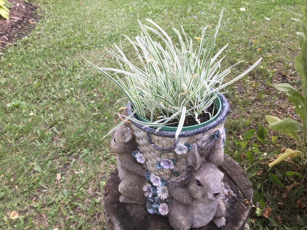 Tuber Oat Grass (Arrhenatherum elatius subsp. bulbosum) - Garden.org