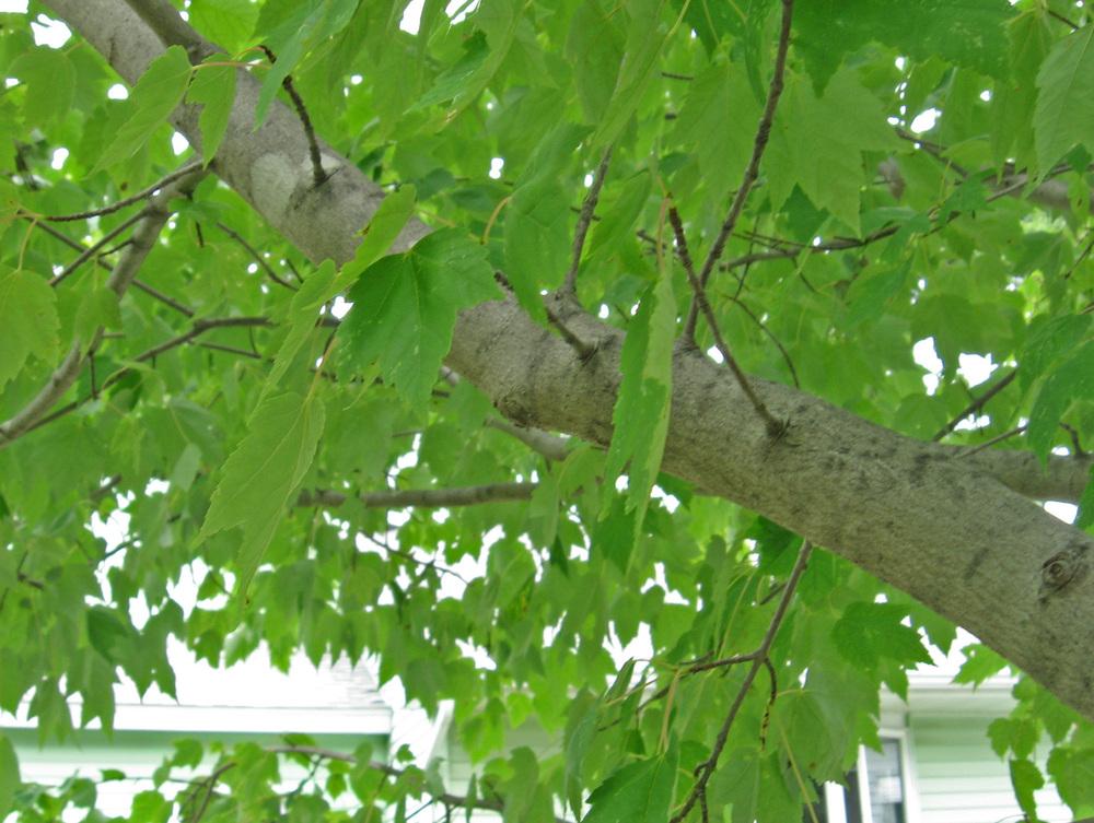 Red Maple tree roots in the Ask a Question forum - Garden.org
