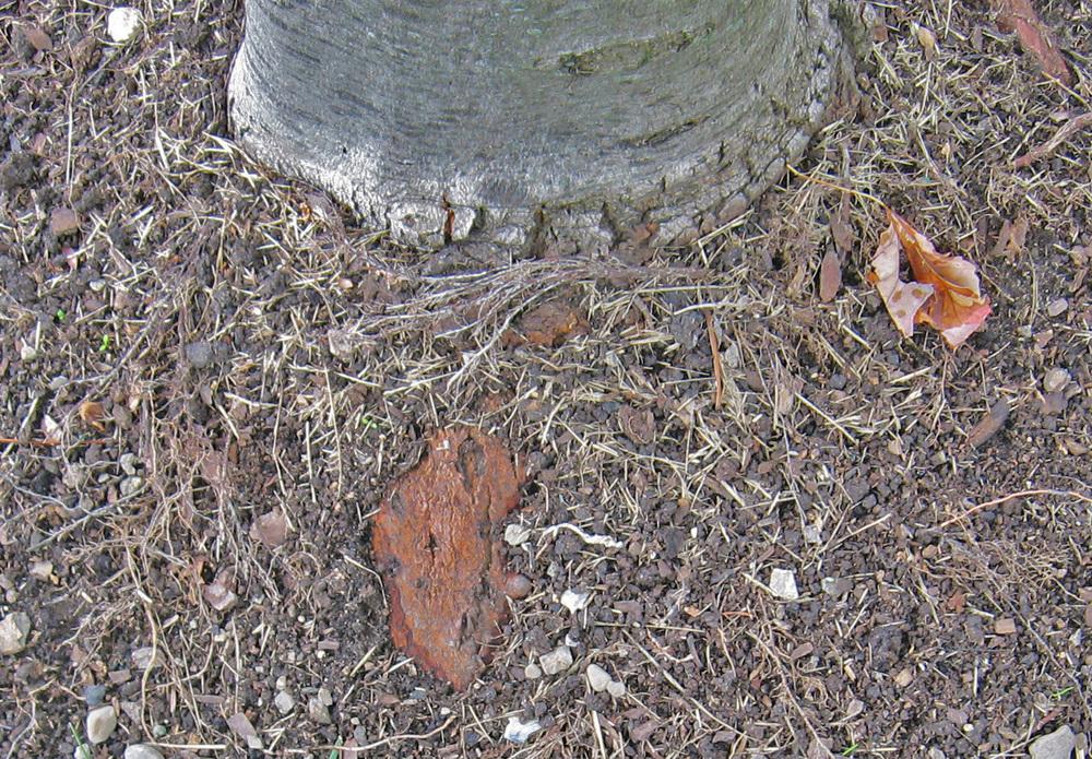 Red Maple tree roots in the Ask a Question forum - Garden.org