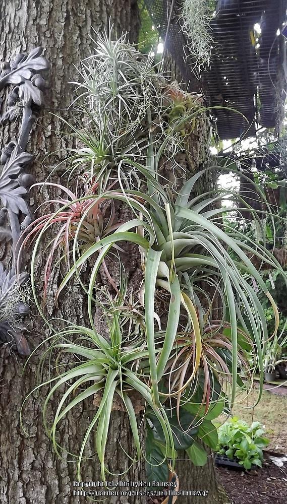 Air Plants - Epiphytes - Show and Tell in the Houseplants forum ...