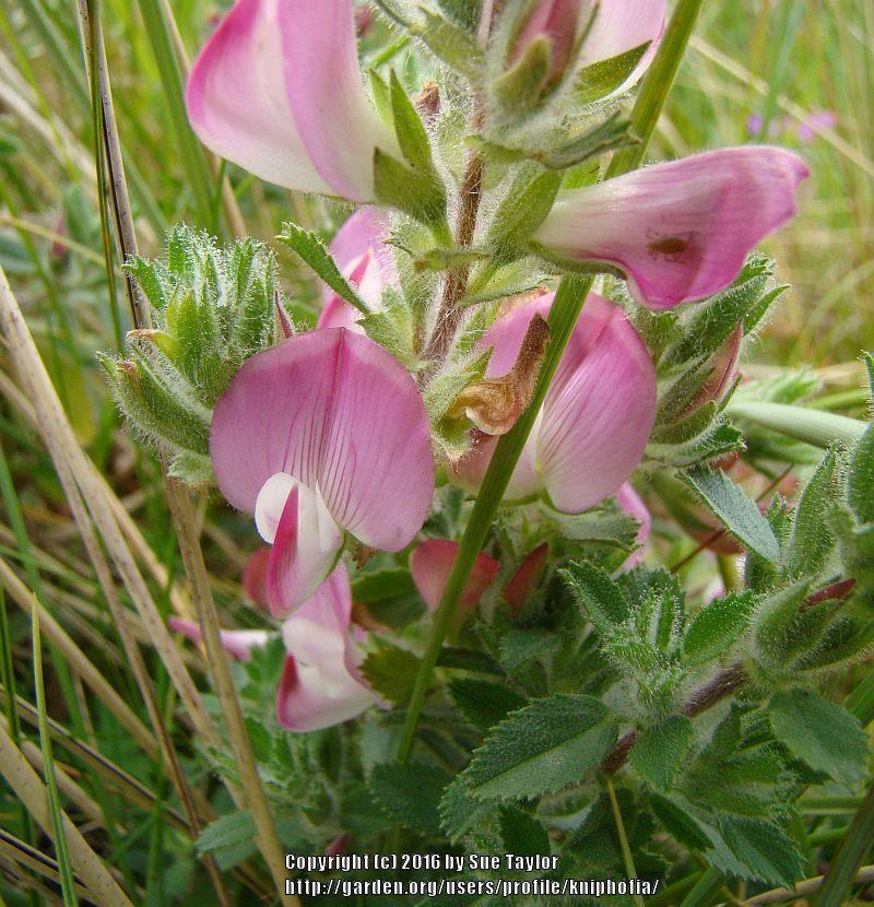 Common Restharrow (Ononis spinosa subsp. procurrens) - Garden.org
