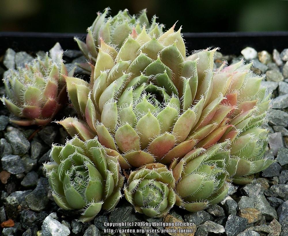 Hen and Chick (Sempervivum 'Spring Mist') in the Sempervivum Database ...