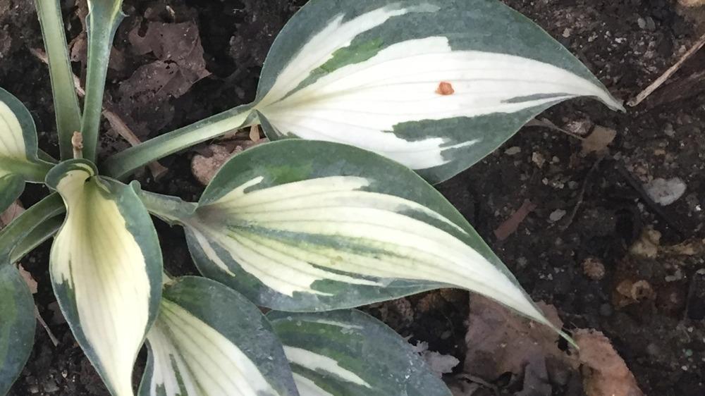 Photo of the leaves of Hosta 'Ivory Queen' posted by SpringGreenThumb ...