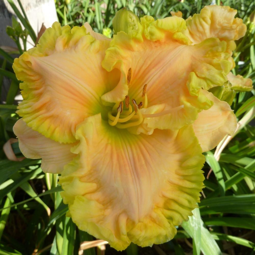 Daylily (Hemerocallis 'Behave Yourself') in the Daylilies Database - Garden.org