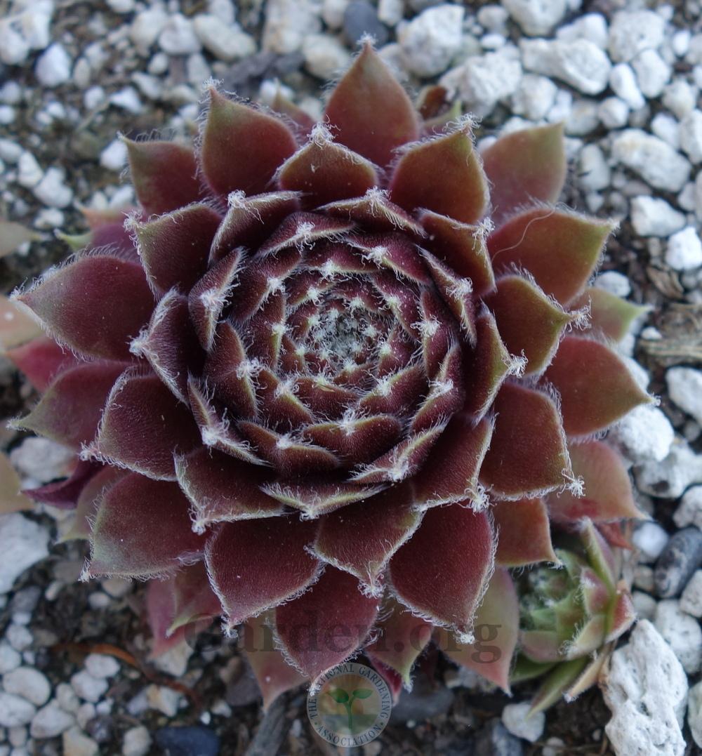 Hen and Chicks (Sempervivum 'Red Delta') in the Sempervivum Database ...