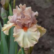 Border Bearded Iris (Iris 'Venus Blush') in the Irises Database ...