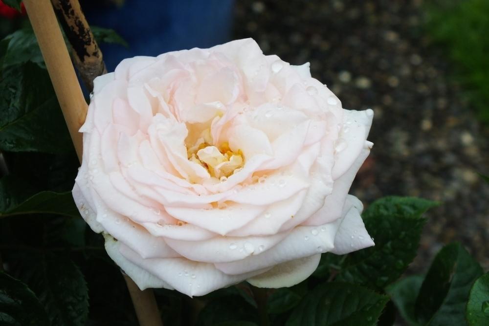Photo of the bloom of Rose (Rosa 'Madame Anisette') posted by ...