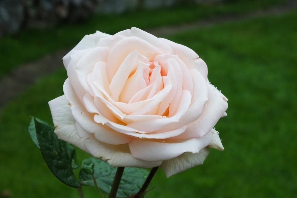 Photo of the bloom of Rose (Rosa 'Madame Anisette') posted by ...
