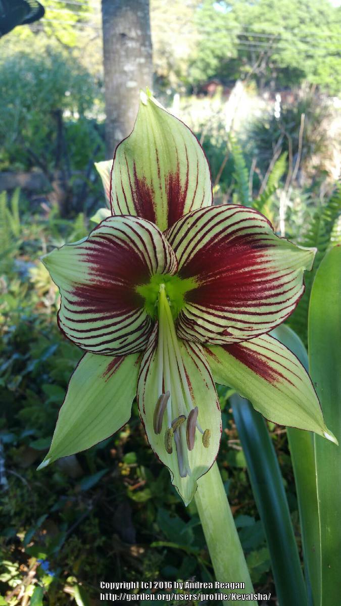 Photo of the bloom of Butterfly Amaryllis (Hippeastrum papilio) posted ...