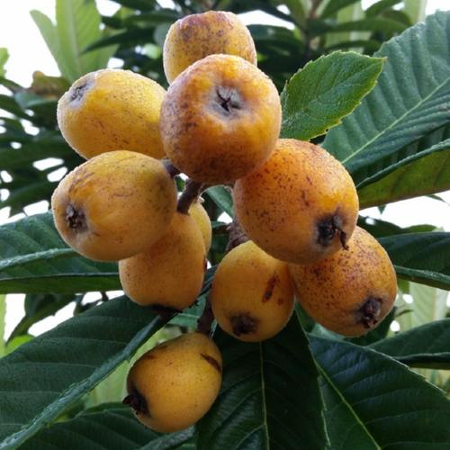 Loquat (Rhaphiolepis bibas) - Garden.org