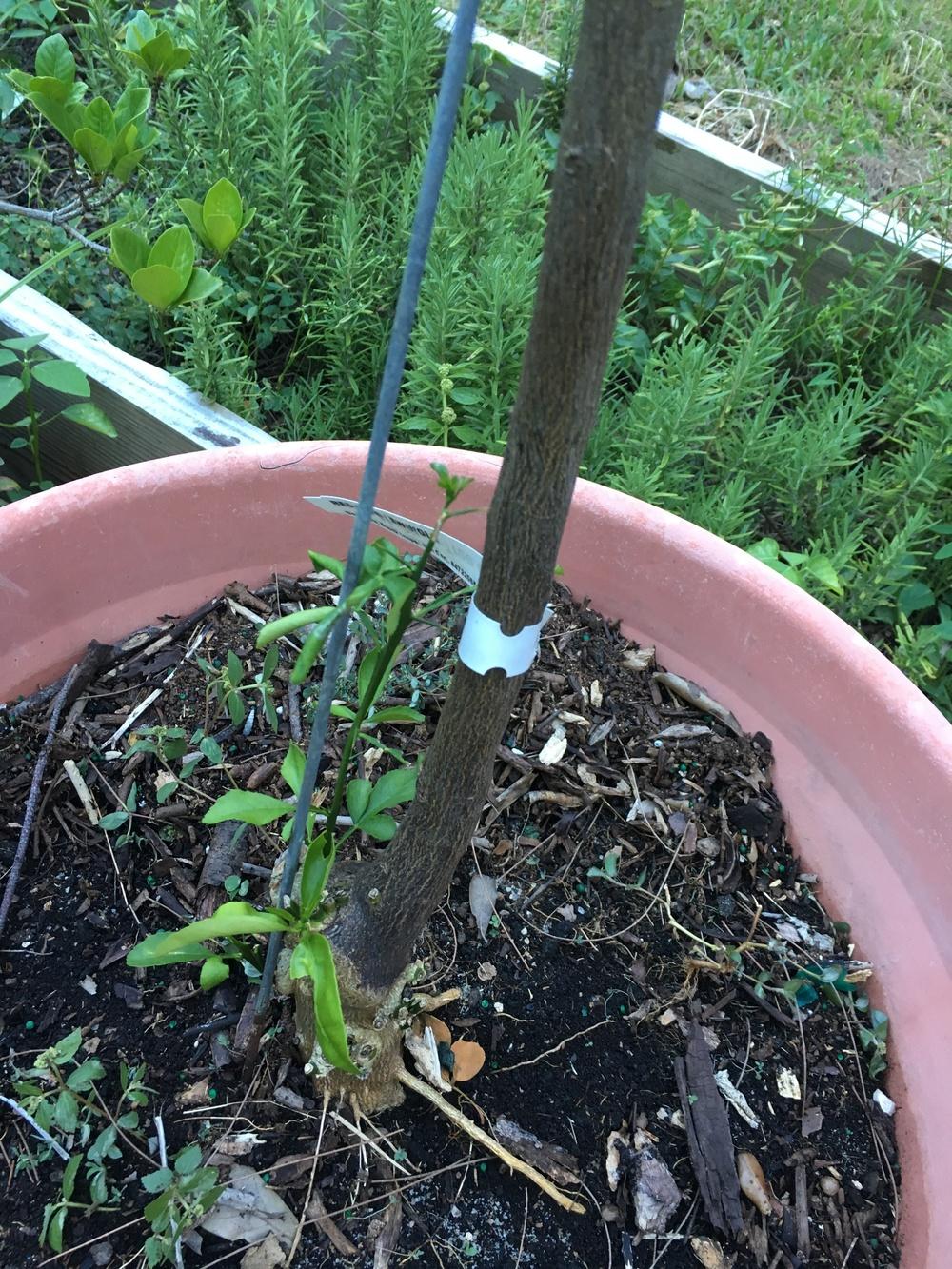 Sick swingle lime tree in the Ask a Question forum - Garden.org