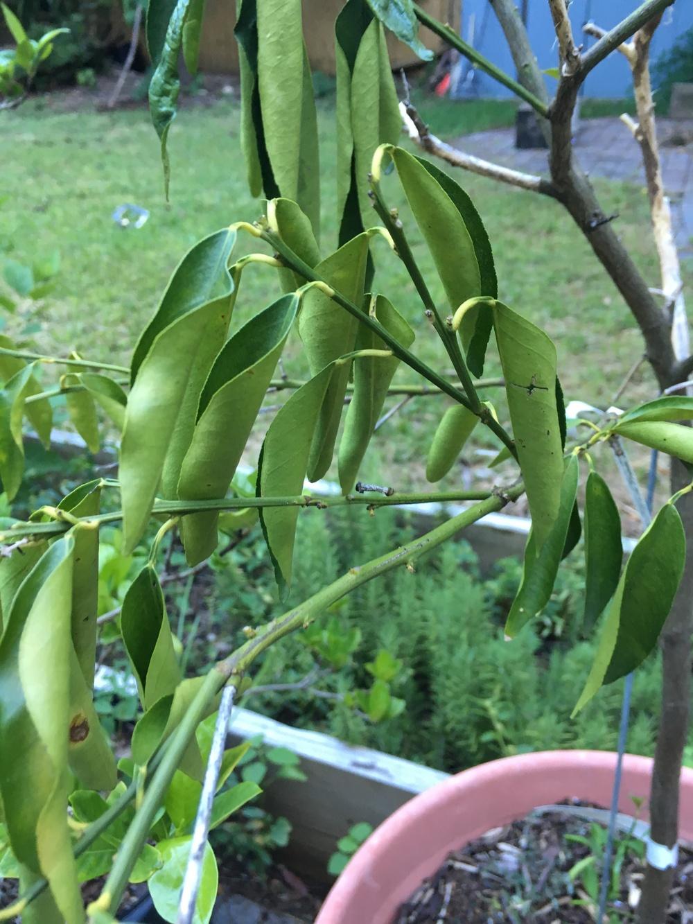 Sick swingle lime tree in the Ask a Question forum - Garden.org
