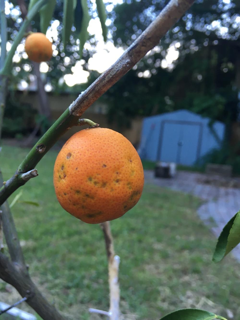 Sick swingle lime tree in the Ask a Question forum - Garden.org