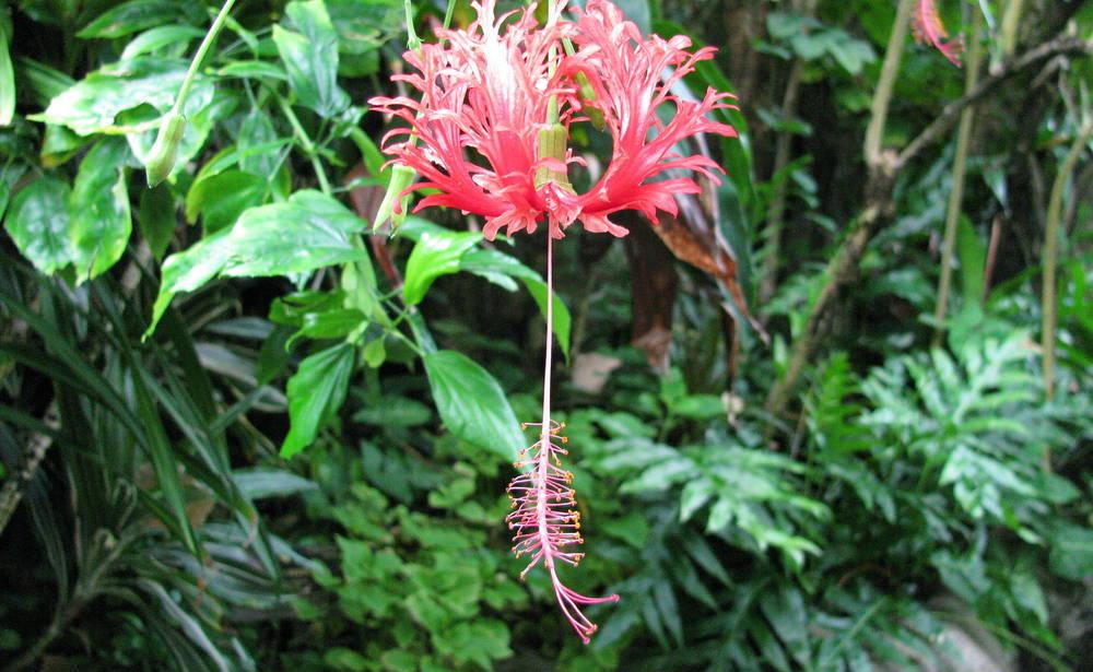 Photo of the stamens, filaments and pistils of Chinese Lanterns ...