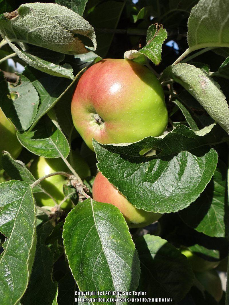 Apple (Malus domestica 'James Grieve') in the Apples Database - Garden.org