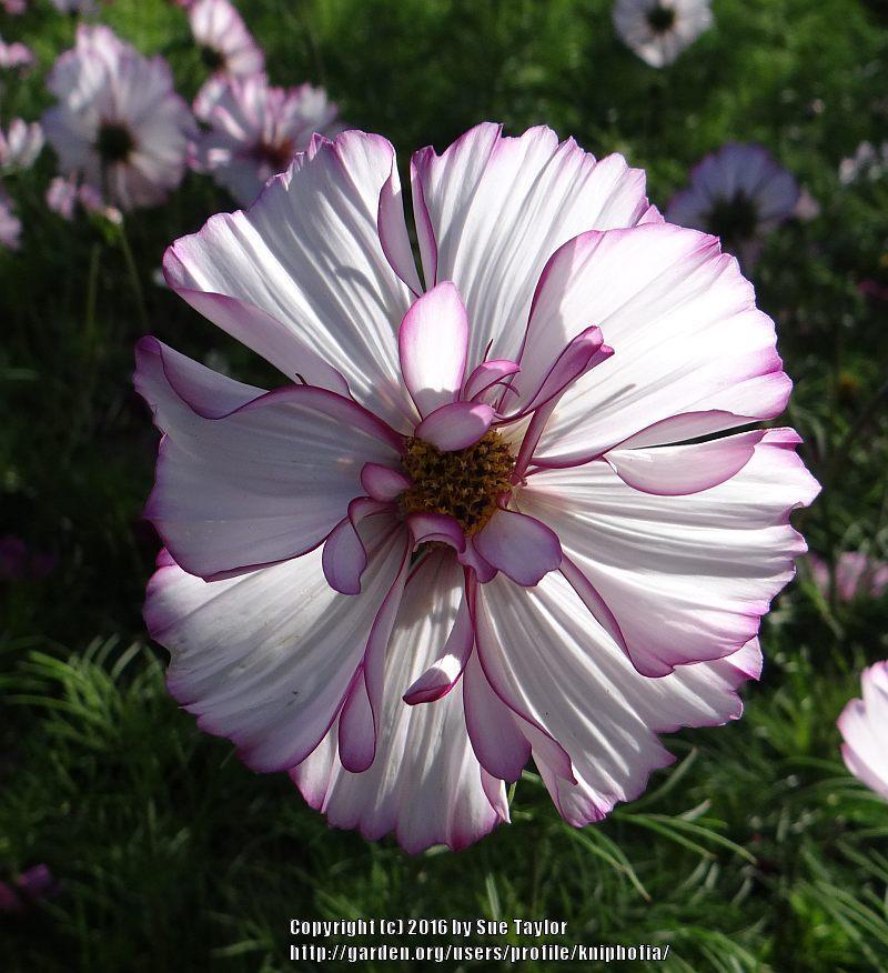 Photo of the bloom of Cosmos (Cosmos bipinnatus 'Sweet Sixteen') posted ...