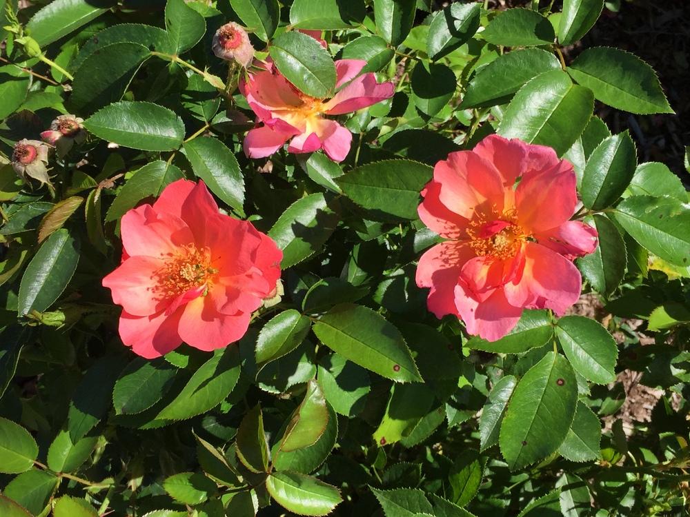 Rose (Rosa 'All the Rage') in the Roses Database - Garden.org