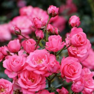 Rose (Rosa 'Bella Rosa') in the Roses Database - Garden.org