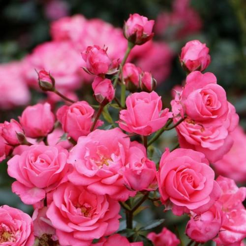 Rose (Rosa 'Bella Rosa') in the Roses Database - Garden.org