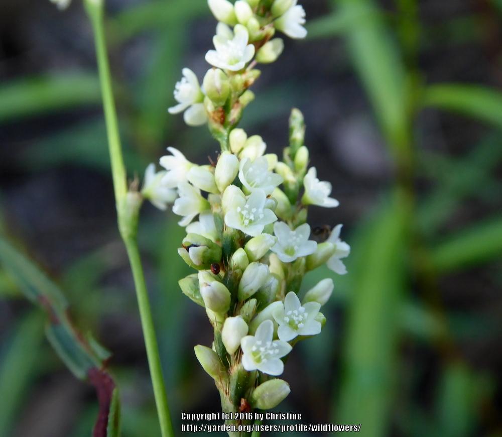 Swamp Smartweed (Persicaria hydropiperoides) - Garden.org