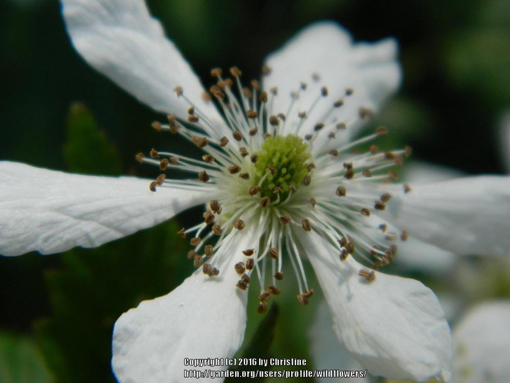 Photo of the stamens, filaments and pistils of Southern Blackberry ...