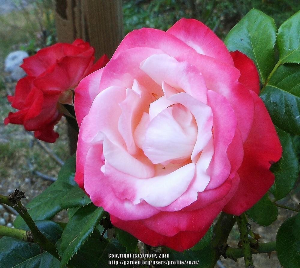 Rose (Rosa 'Sheer Magic') in the Roses Database - Garden.org