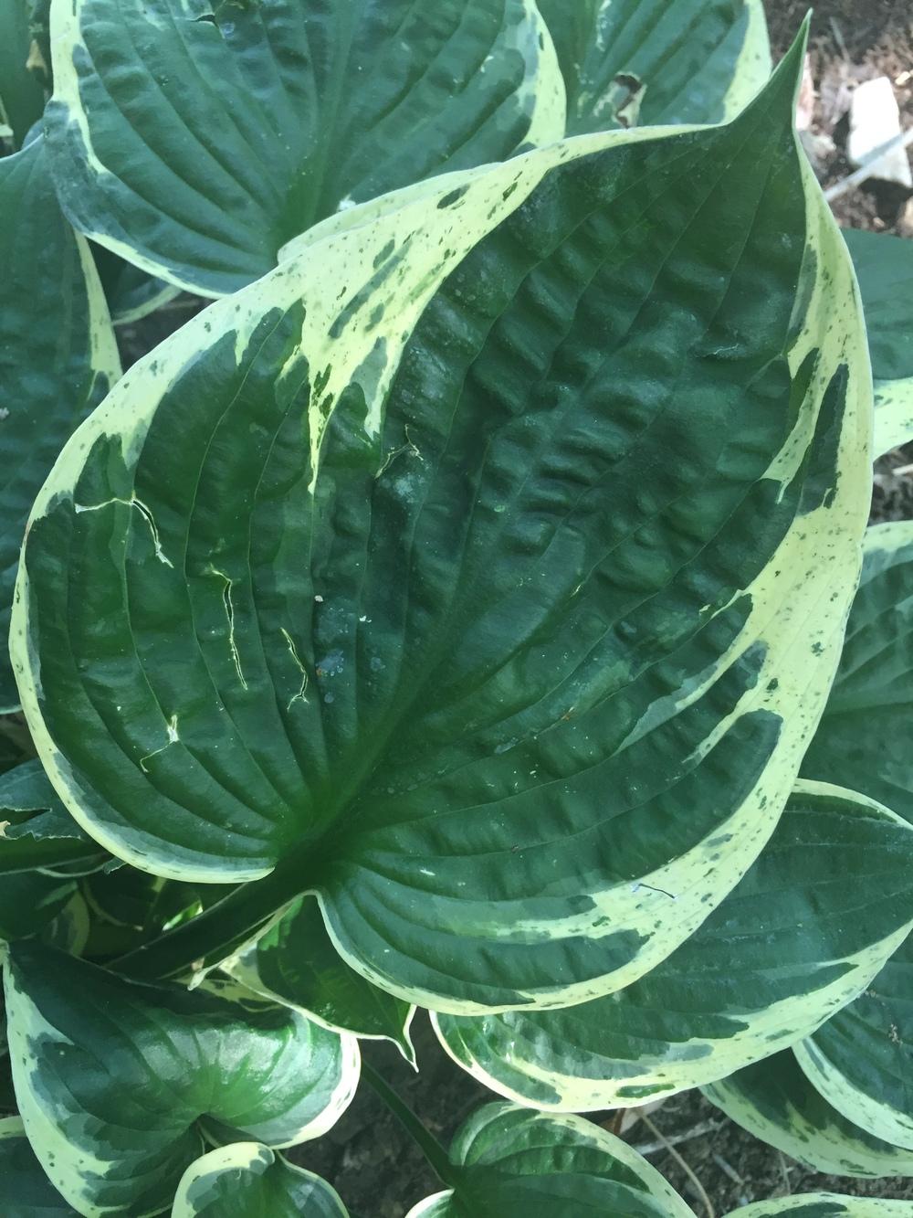 Hosta 'Independence' in the Hostas Database - Garden.org