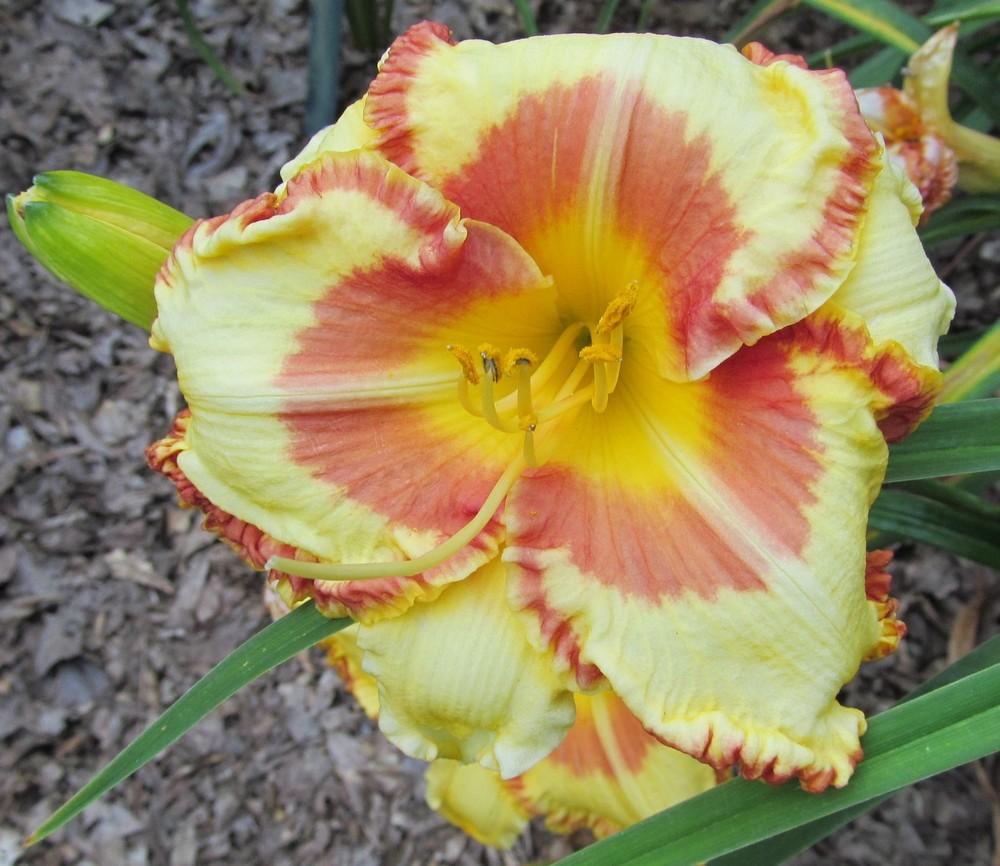 Photo of the bloom of Daylily (Hemerocallis 'Eye Scream Sun Day ...