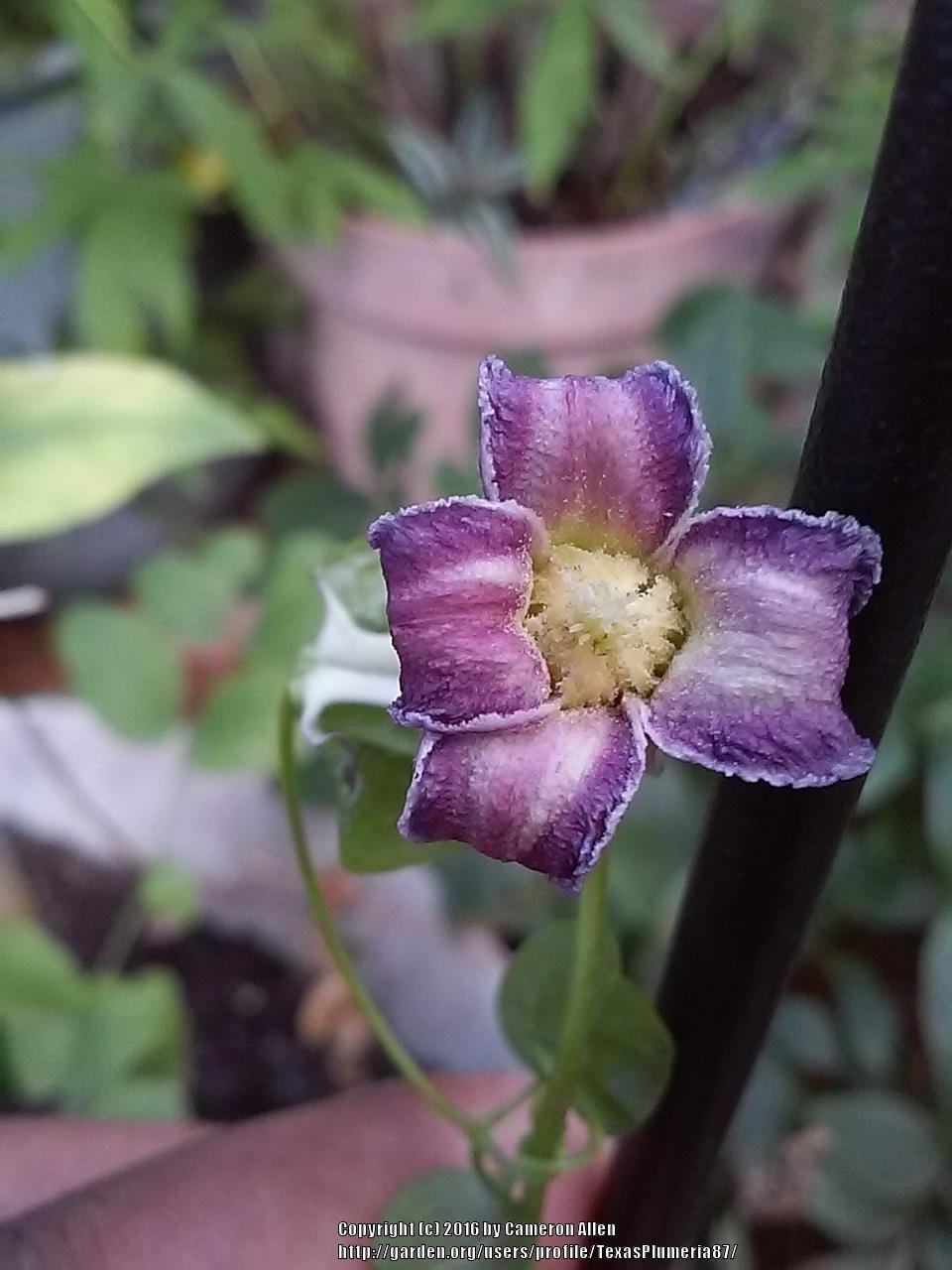 Photo of the stamens, filaments and pistils of Clematis (Clematis ...