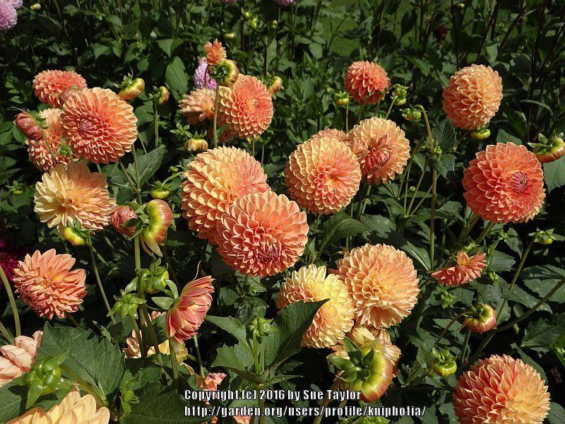 Dahlia 'David Digweed' in the Dahlias Database - Garden.org