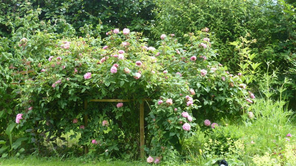 Photo of the entire plant of Rose (Rosa 'Marchesa Boccella') posted by ...
