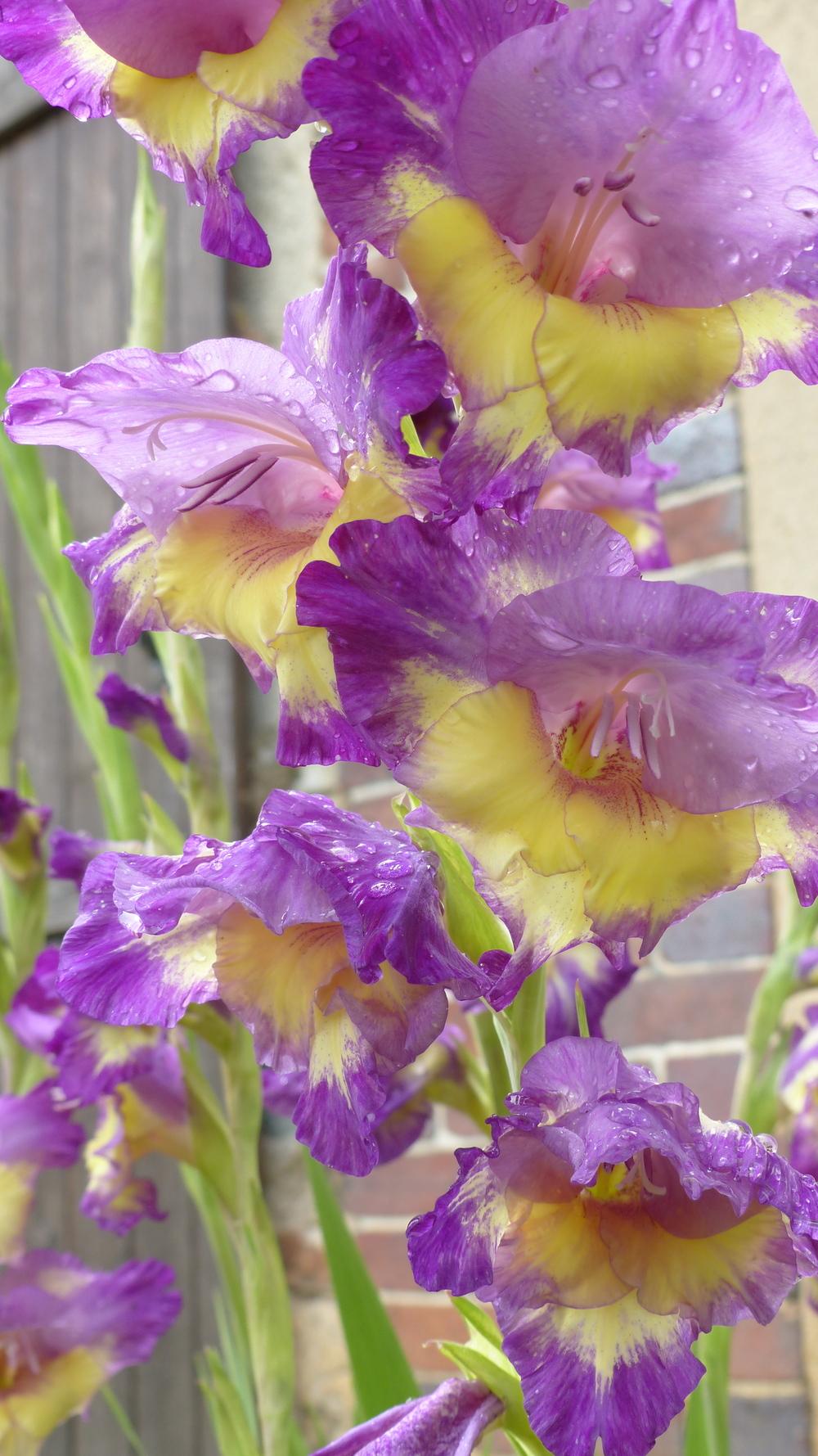 Gladiola (Gladiolus 'Dynamite II') in the Gladiolus Database - Garden.org