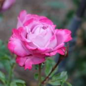 Rose (Rosa 'Blue River') in the Roses Database - Garden.org