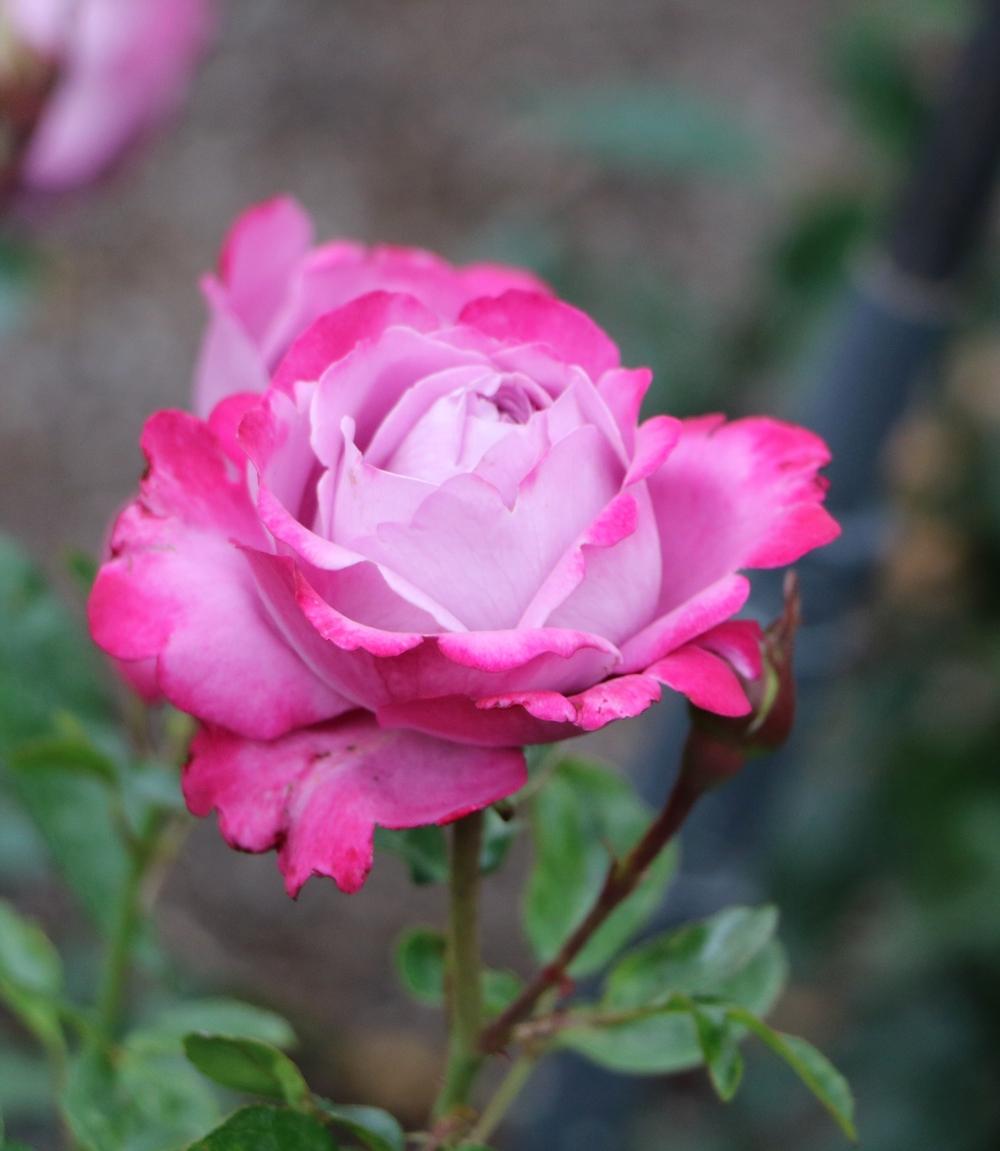Rose (Rosa 'Blue River') in the Roses Database - Garden.org