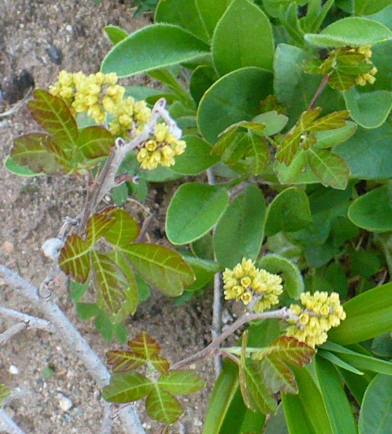 Photo of the closeup of buds, sepals and receptacles of Fragrant Sumac ...