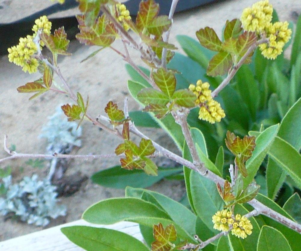 Photo of the leaves of Fragrant Sumac (Rhus aromatica 'Gro-Low') posted ...