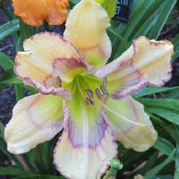Daylily (Hemerocallis 'Nicholas Brunetti') in the Daylilies Database ...