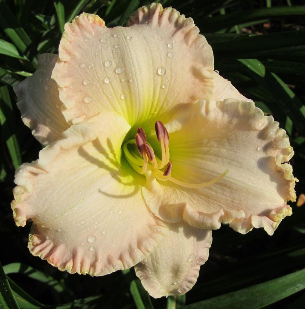 Daylily (Hemerocallis 'Sarah Sikes') in the Daylilies Database - Garden.org