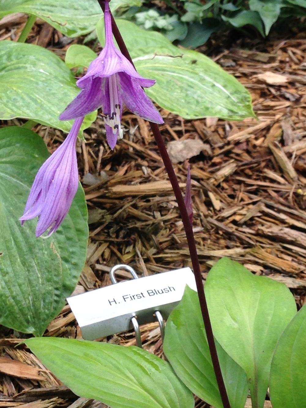 Photo of the bloom of Hosta 'First Blush' posted by crawgarden - Garden.org
