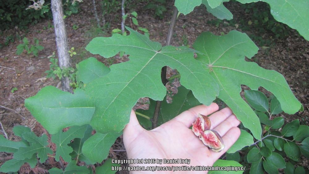 Edible Fig (Ficus carica 'Macool') in the Figs Database - Garden.org