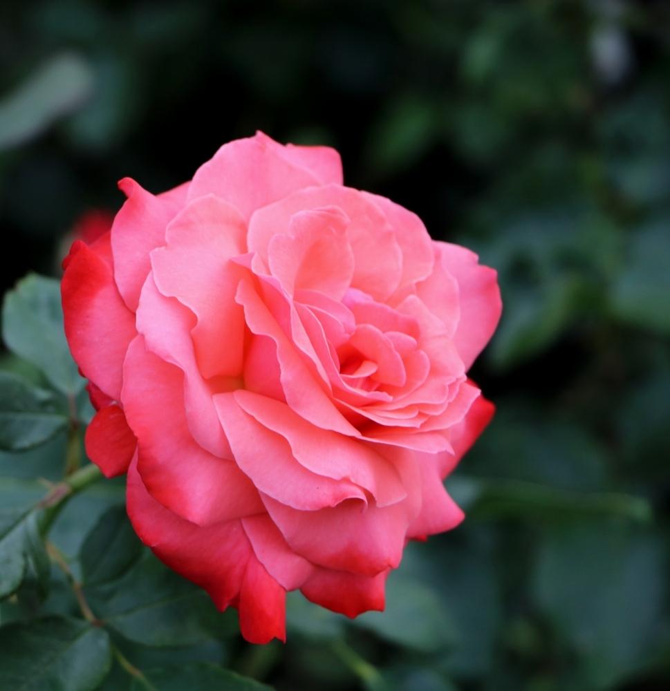 Rose (Rosa 'Maggie Barry') in the Roses Database - Garden.org