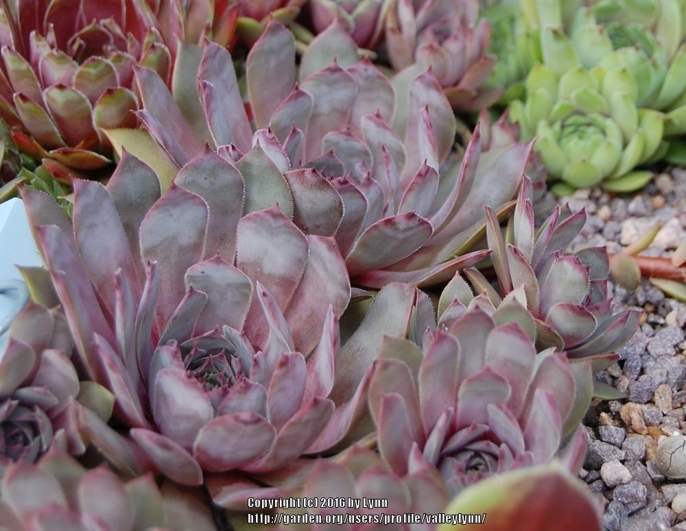 Hen and Chicks (Sempervivum 'Blue Balou') in the Sempervivum Database ...